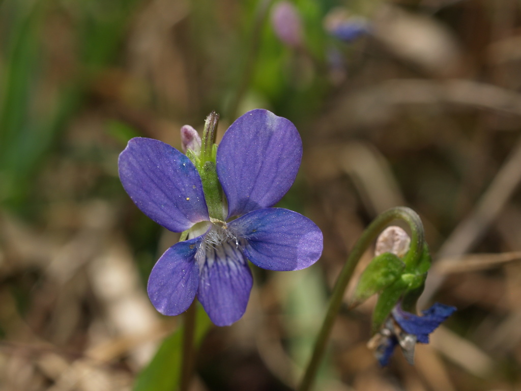 Triangle-Leaved Violet ( Dicot Forbs of Appalachia 2) · iNaturalist