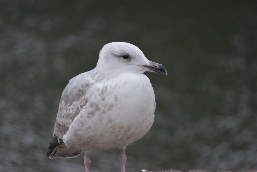 Large White-headed Gulls from Lange Vijverberg, The Hague, South ...