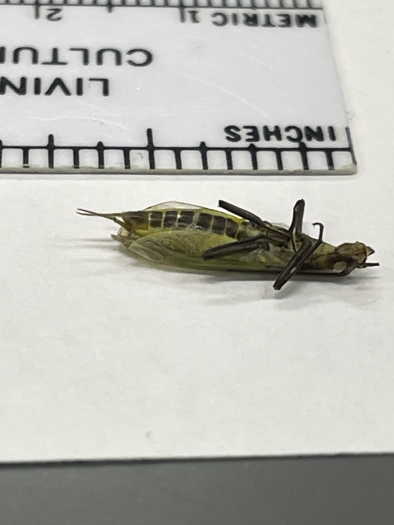 Common Tree Crickets from Fort Wayne on September 14, 2023 by bbowers01 ...