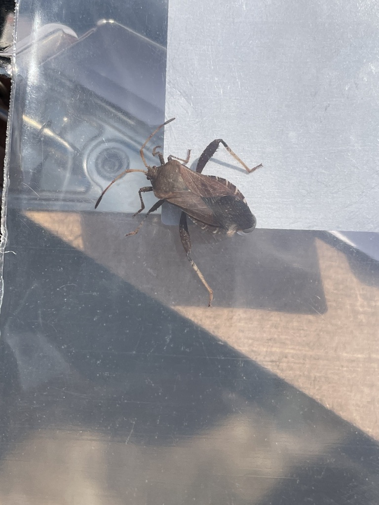 Helmeted Squash Bug from 6801 Engle Rd, Fort Wayne, IN 46804 on ...