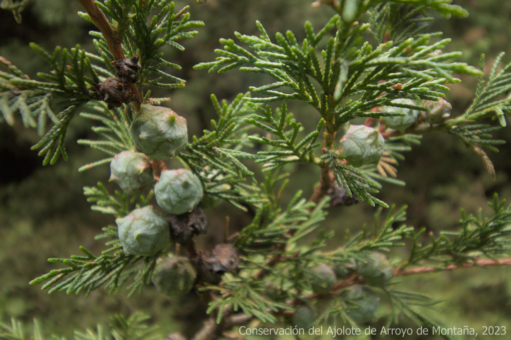 cedar of Goa from Mexico City, Mexico on October 4, 2023 at 01:40 PM by ...