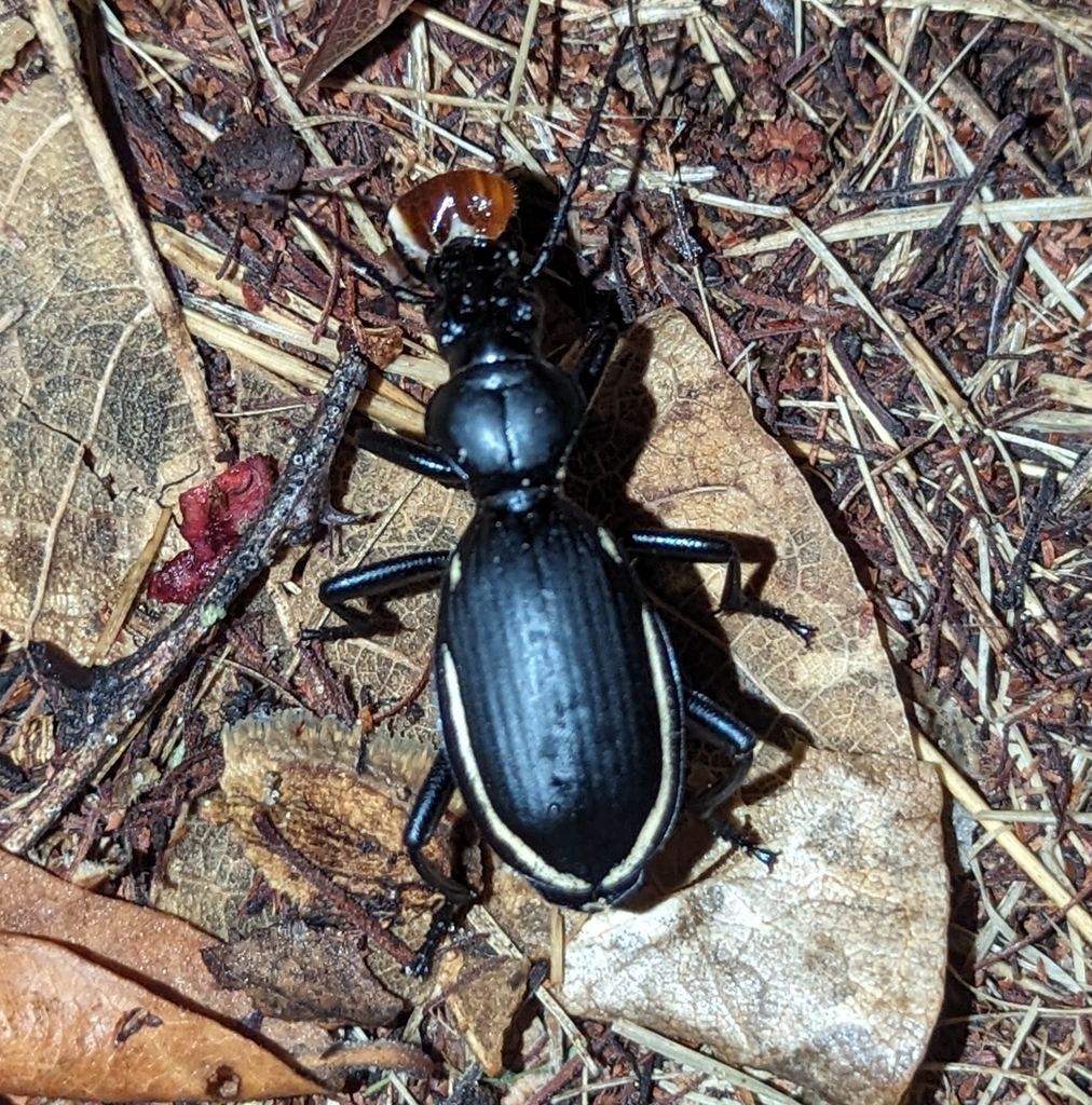 Anthia from Ngamiland North, Botswana on November 16, 2023 at 09:02 PM ...