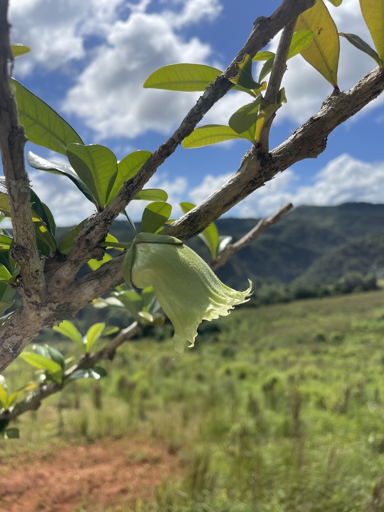 Higuero de Sierra in November 2023 by Steve Maldonado Silvestrini ...