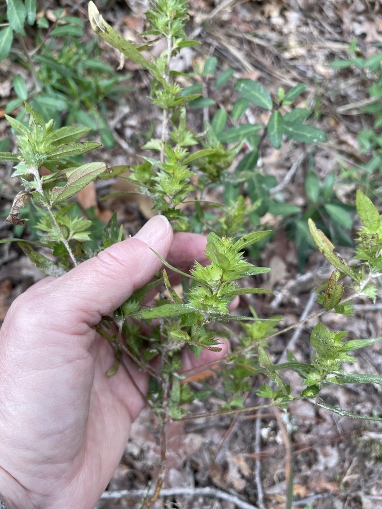 Slender Three-seeded Mercury from Bastrop County, TX, USA on November ...
