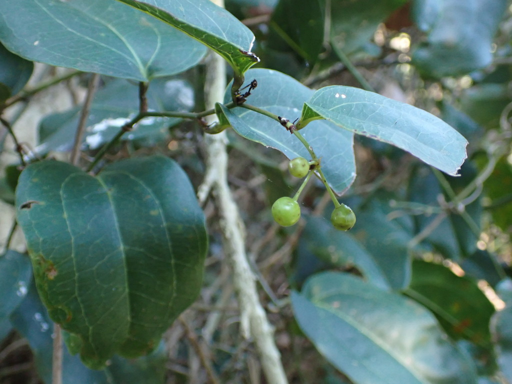 Austral Sarsaparilla from Bonville Creek, Bonville NSW 2450, Australia on August 23, 2023 by ...