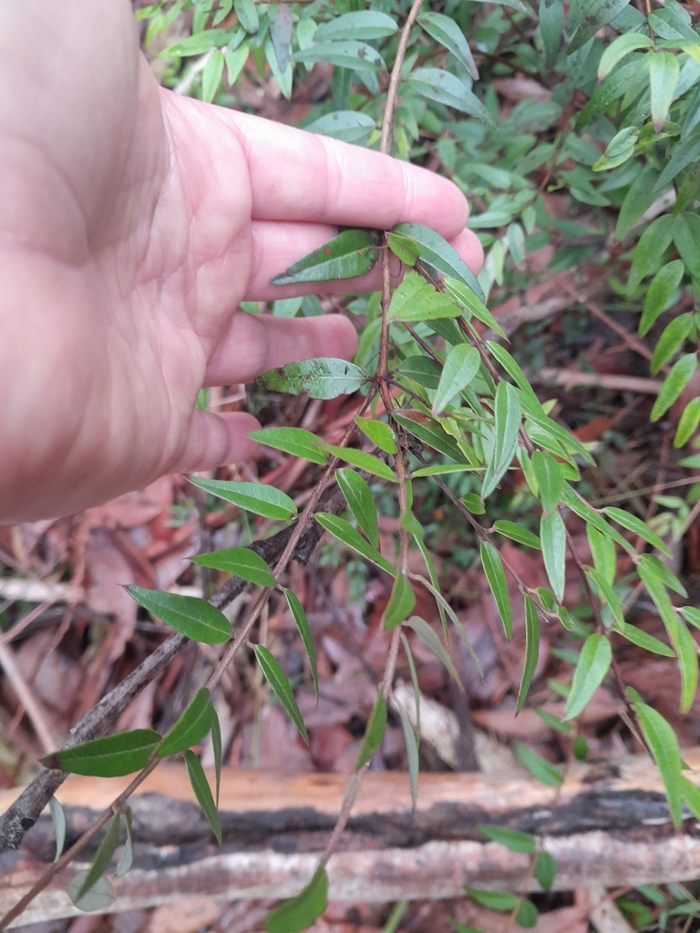 Midgen Berry from Normanhurst NSW 2076, Australia on November 17, 2023 ...