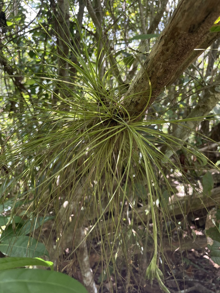 southern needleleaf airplant in November 2023 by Steve Maldonado ...