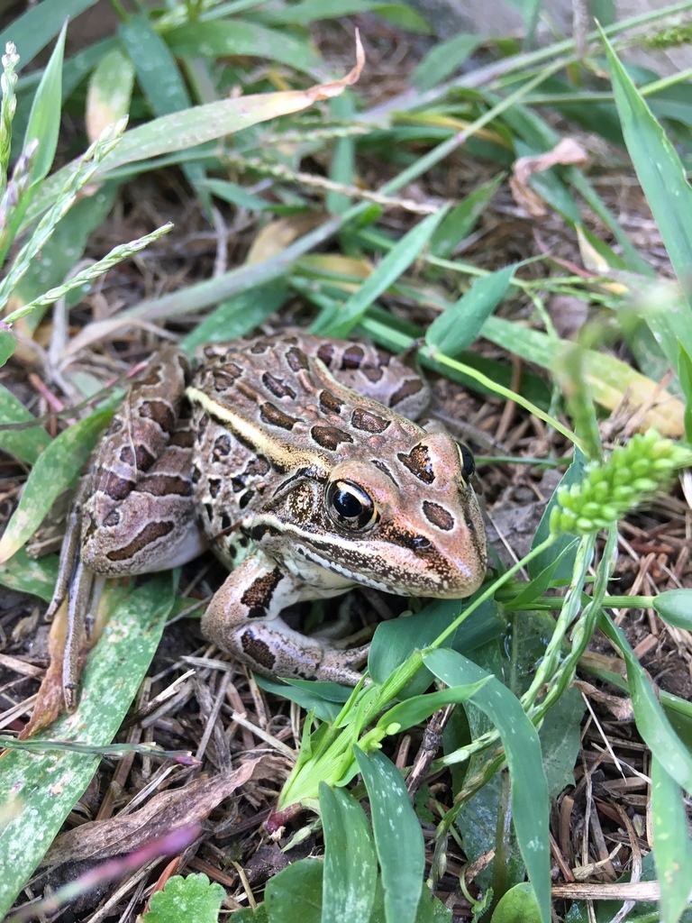 Northern Leopard Frog in September 2022 by b_copping. SW Ontario ...