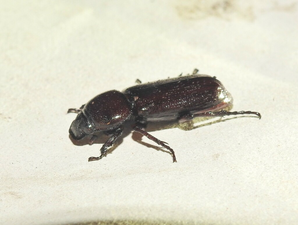 Cryptodus from Talegalla Weir QLD 4650, Australia on November 16, 2023 ...