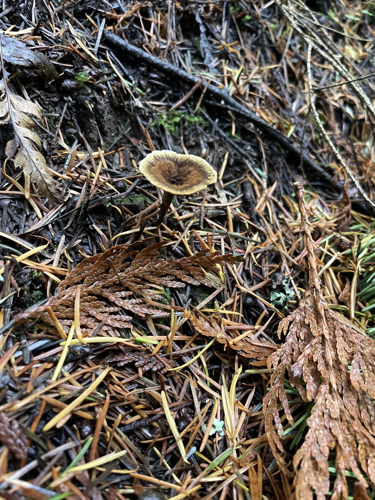 Brown Funnel Polypore from Bellingham, WA, US on November 16, 2023 at ...