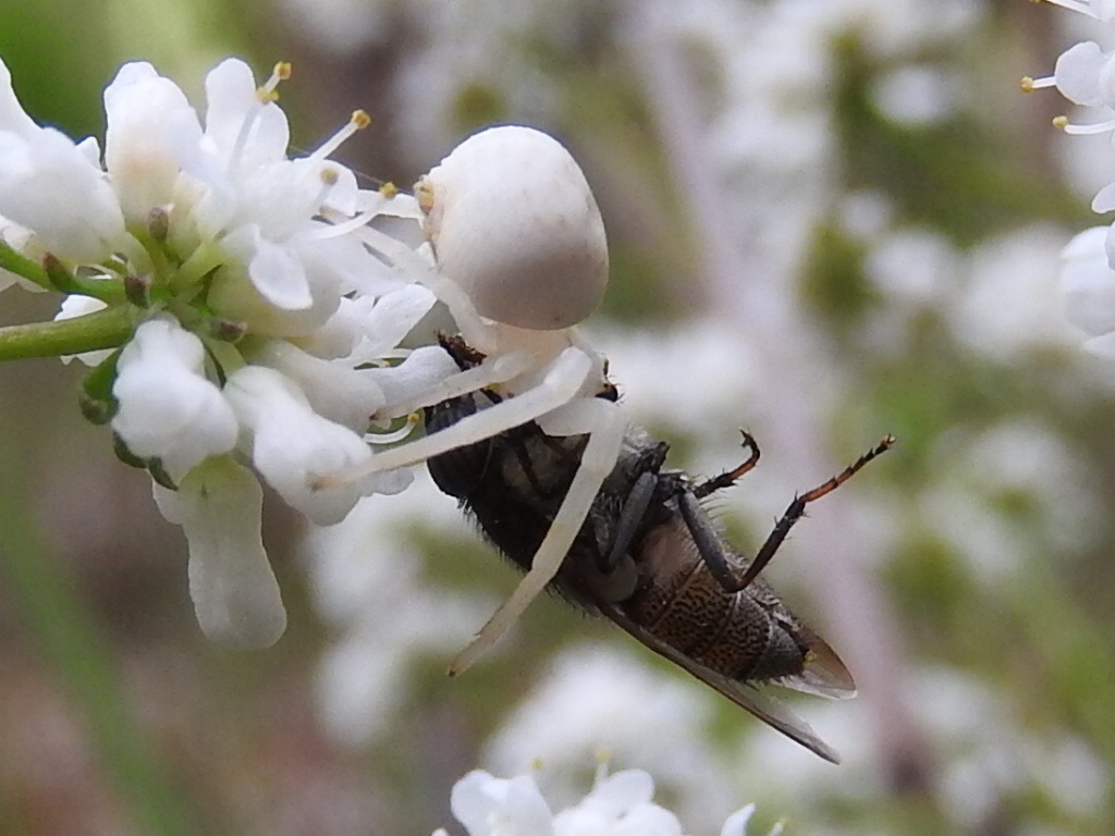 Milky Flower Spider from Martin WA 6110, Australia on October 18, 2018 ...