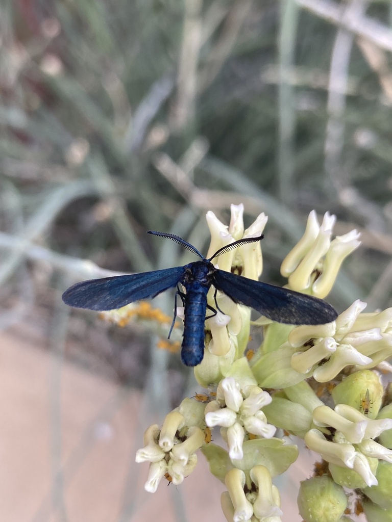 Grapeleaf Skeletonizer Moth from The University of Arizona, Tucson, AZ ...