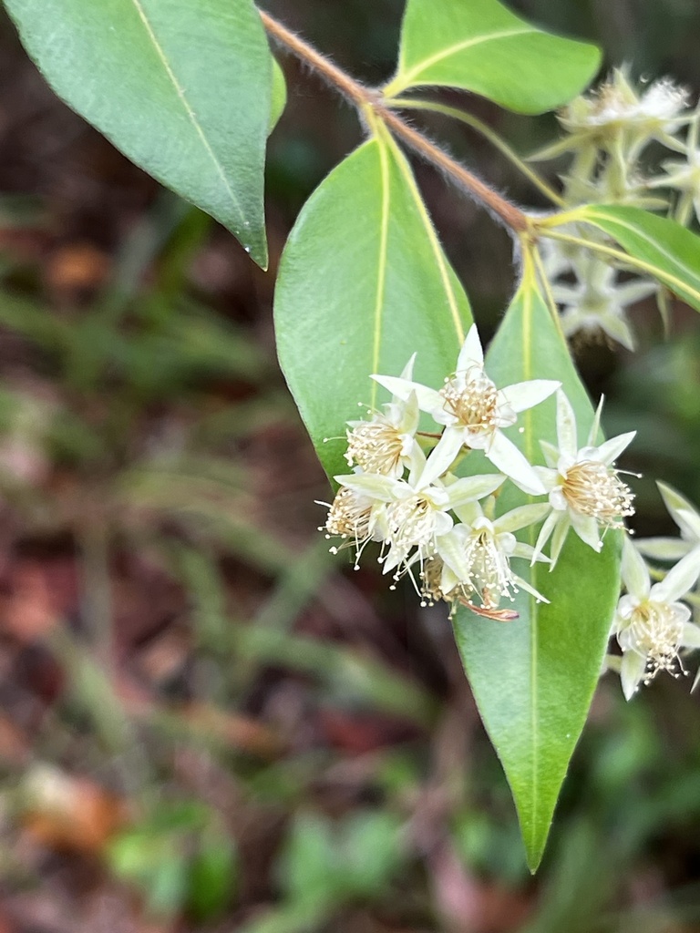 Grey Myrtle from Noosa Heads, QLD, AU on November 17, 2023 at 07:14 AM ...