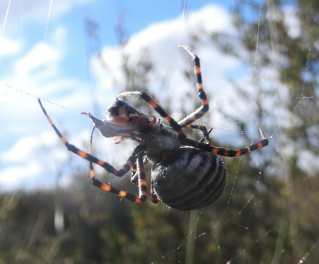 Spiders from West Fitzgerald WA 6337, Australia on June 17, 2022 at 02: ...