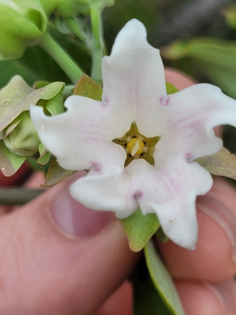 Moth Vine from Malabar NSW 2036, Australia on November 16, 2023 at 05: ...