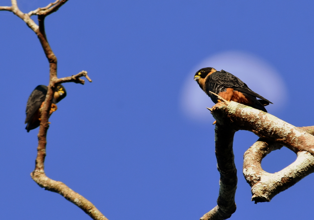 Bat Falcon from Estrada de Novo Airão - AM-352, Km 10 - s/n - Zona ...