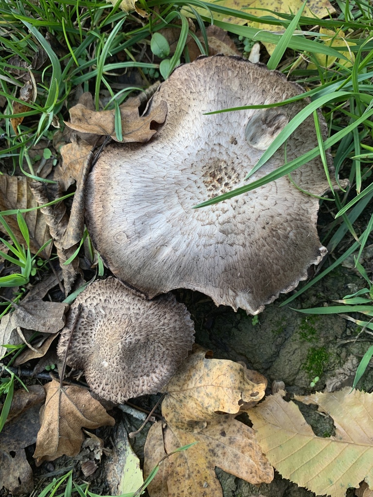Blushing Wood Mushroom from University of Hohenheim, Stuttgart, Baden ...