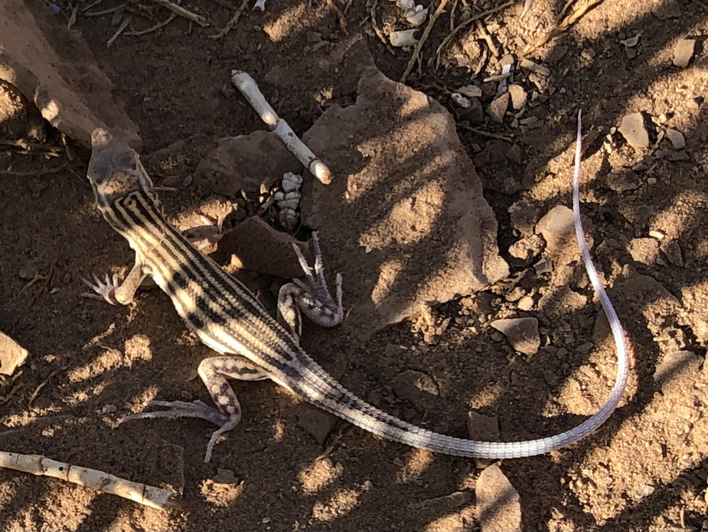 Bosc’s Fringe-toed lizard from Tabuk Principality Saudi Arabia on July ...