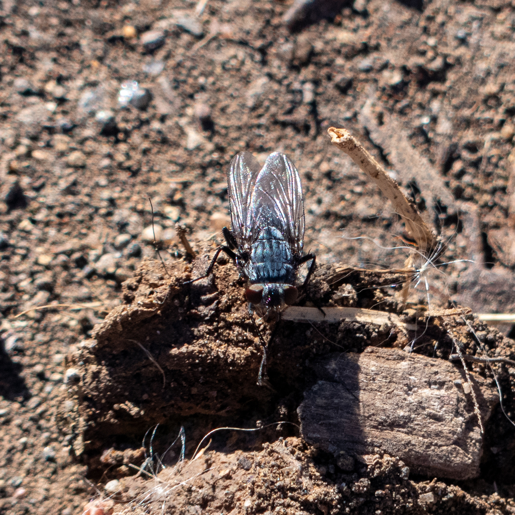 Shiny Blue Bottle Fly from Belmar Park, Lakewood, CO, USA on November ...