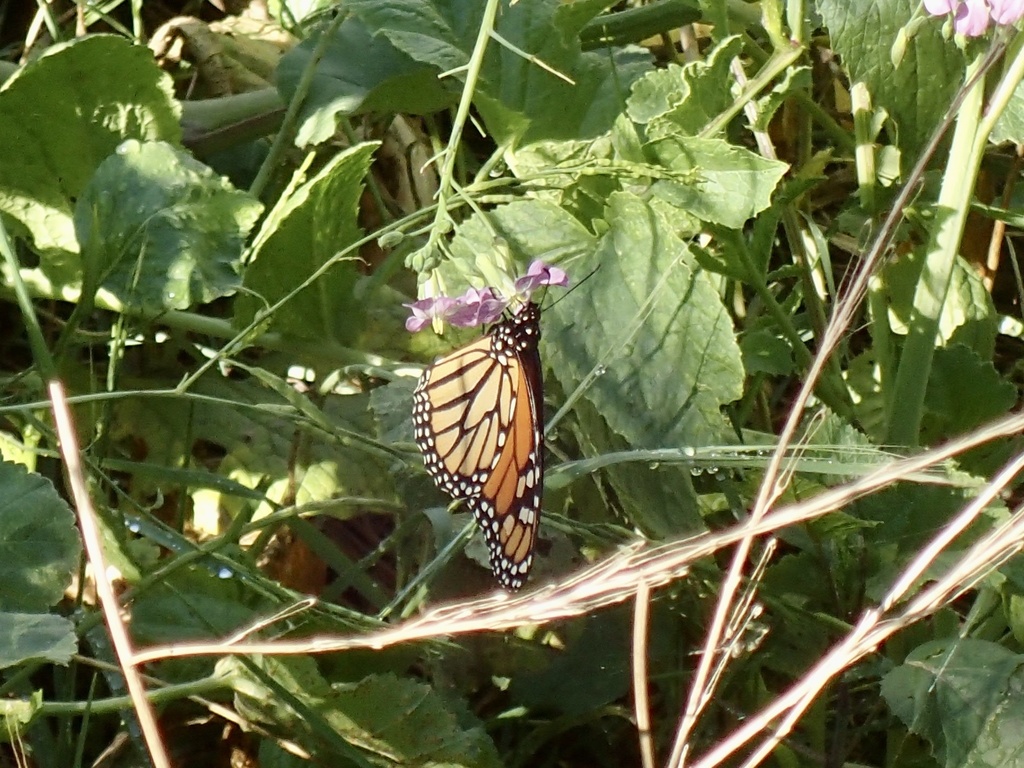 Monarch from Bartlett Park, Huntington Beach, CA, US on November 16 ...