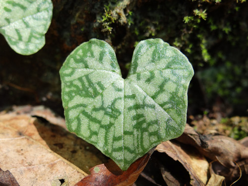 Nervilia nipponica · iNaturalist