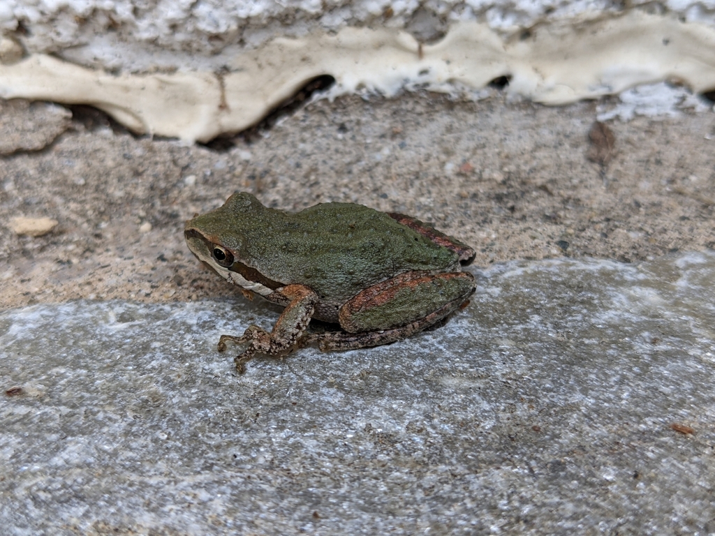 Baja California Tree Frog from Descanso, CA 91916, USA on November 16 ...