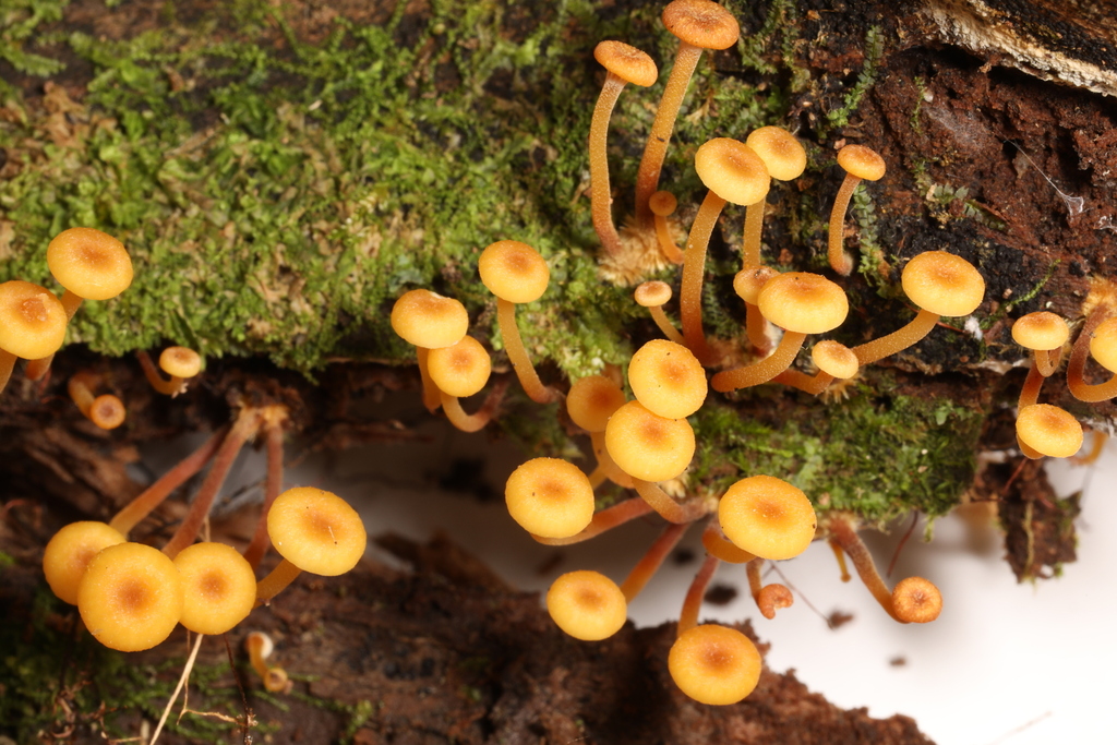 Xeromphalina from Centre Hall, PA 16828, USA on August 5, 2023 at 02:26 ...
