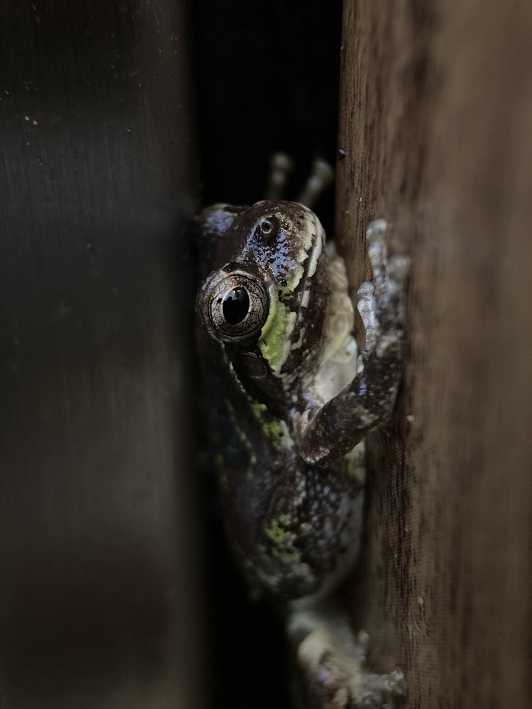 Japanese Tree Frog from 和泉町宮前, 安城市, 愛知県, JP on November 17, 2023 at 07: ...