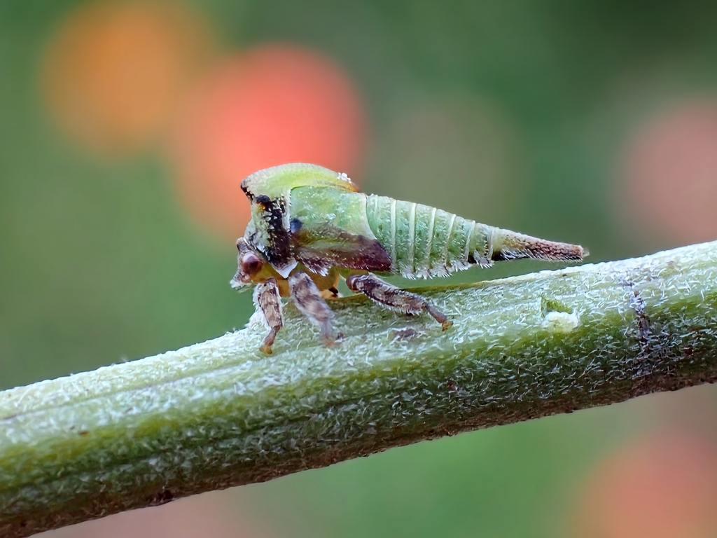 Green Treehopper in November 2023 by cinclosoma · iNaturalist