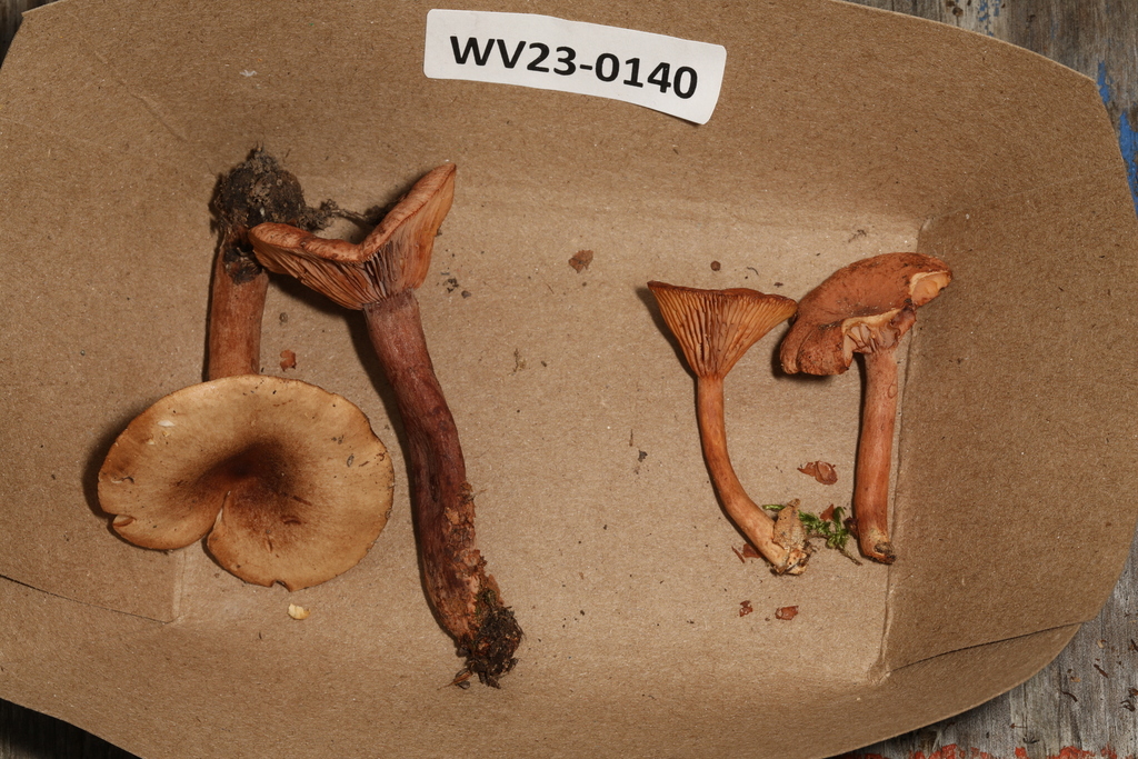 Curry Milkcap from Centre Hall, PA 16828, USA on August 5, 2023 at 02: ...