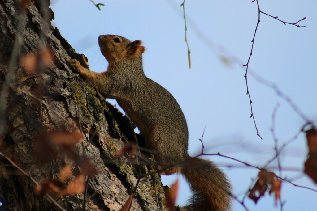 Fox Squirrel from Lewiston, ID 83501, USA on November 14, 2023 at 11:14 ...
