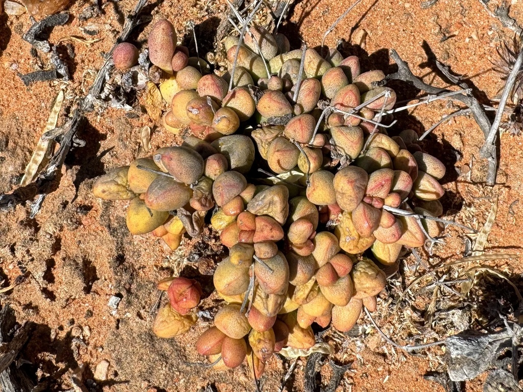 Crassula elegans from Wolfberg, Springbok, NC, ZA on October 24, 2023 ...