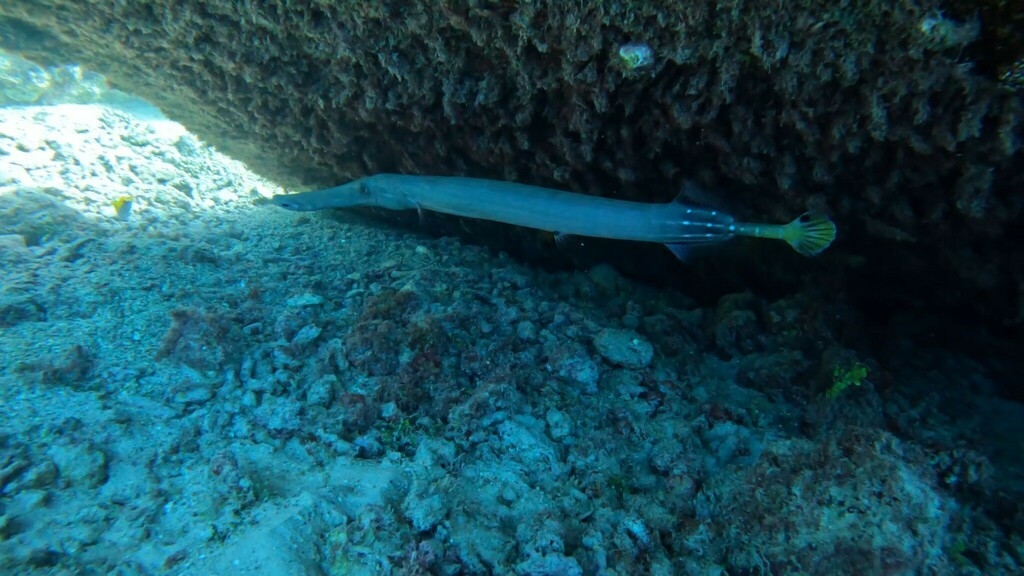 Pacific Trumpetfish from Saipan, CNMI on November 16, 2023 at 10:30 AM ...