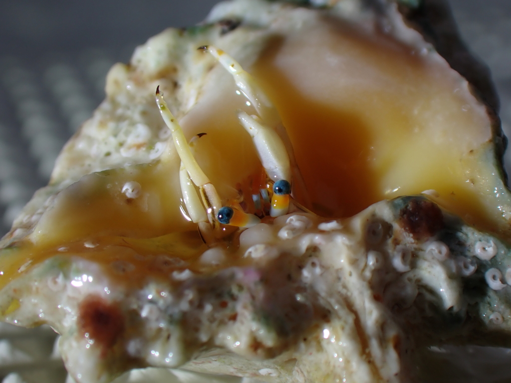 Left-handed Hermit Crab from Funafuti, Tuvalu on November 8, 2023 at 01 ...