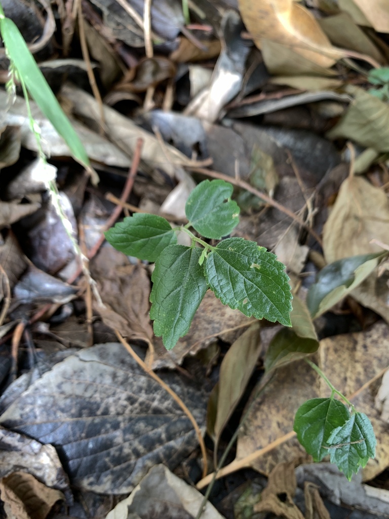 Chinese Hackberry from Heffron Park, Maroubra, NSW, AU on November 17 ...