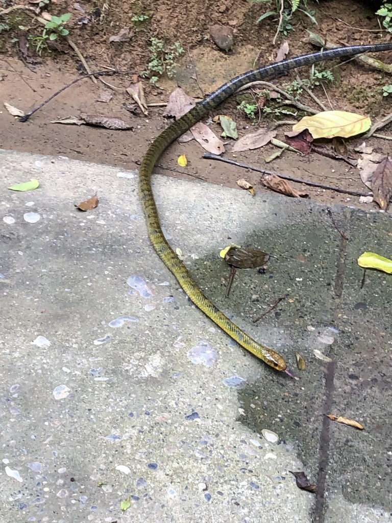Amazon Puffing Snake from T2, Madre de Dios, PE on January 24, 2020 at ...