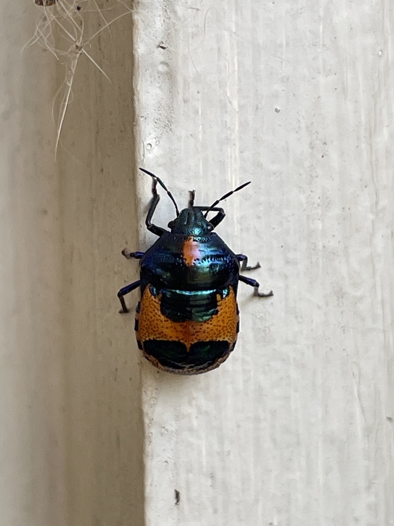 Red Jewel Bug in November 2023 by bluebee20. On house near Eucalyptus ...