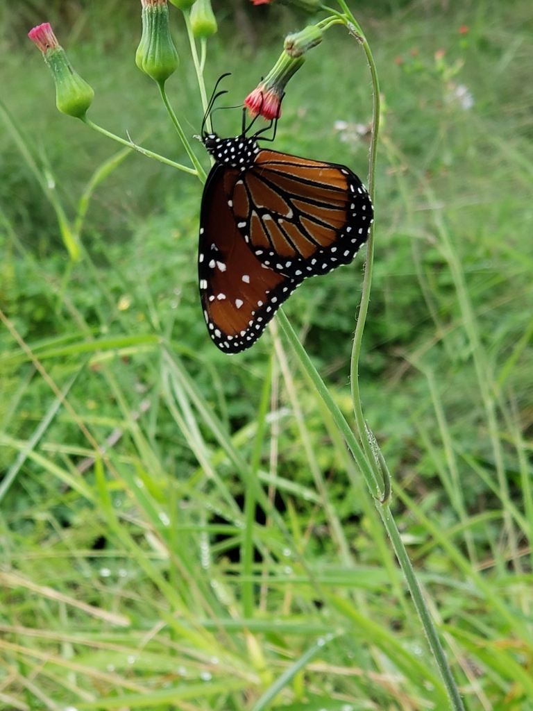 Queen from Southside Rural Community, FL, USA on November 16, 2023 at ...