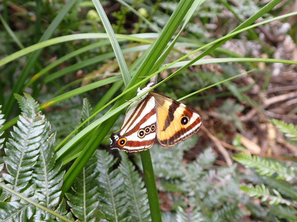 Helm's Butterfly in November 2023 by Tony Steer. My first Ringlet ...