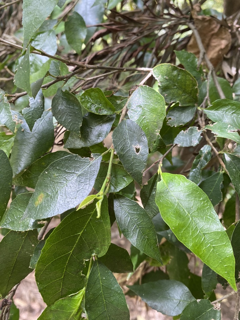 whalebone tree from Hardys Rd, Mudgeeraba, QLD, AU on November 6, 2020 ...