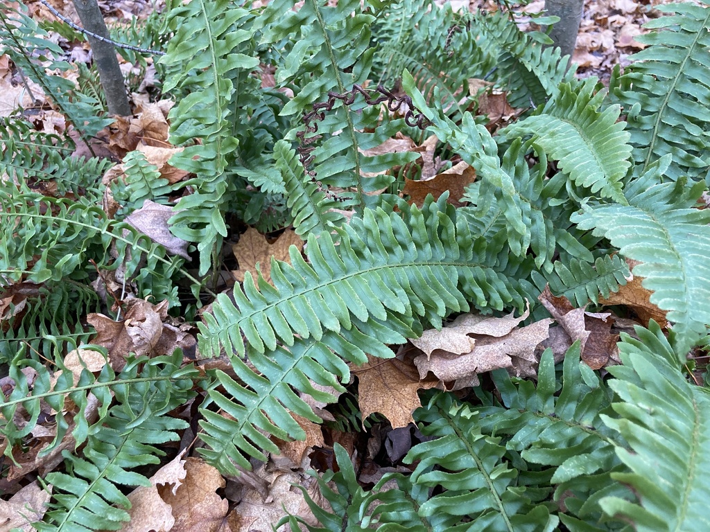Christmas fern from Highway 6, Northern Bruce Peninsula, ON, CA on ...
