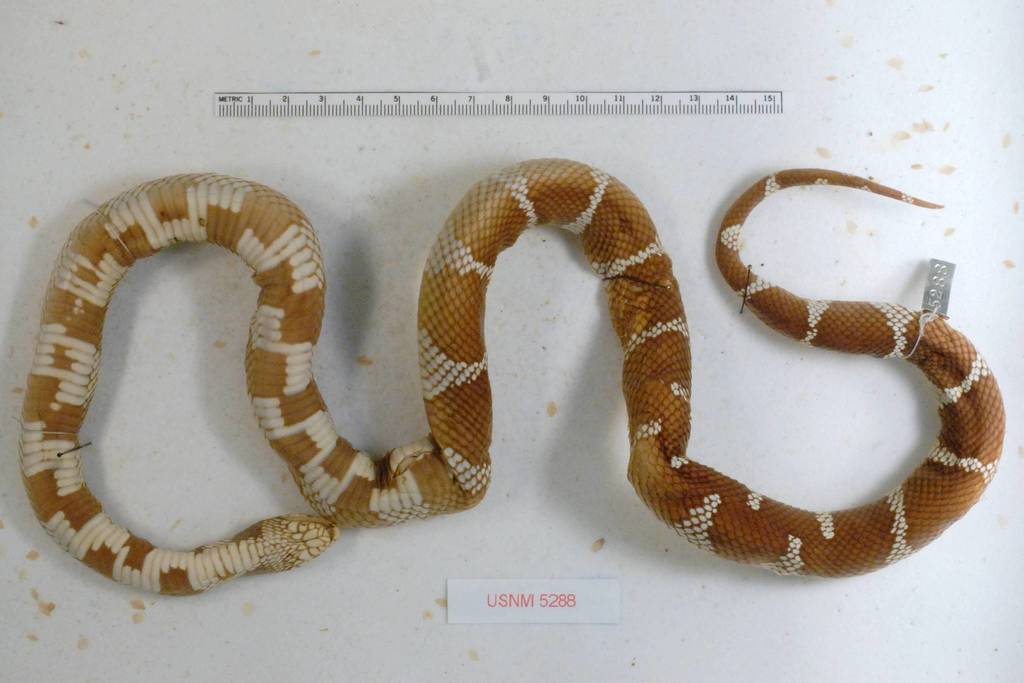 Common Kingsnake (Reptiles and Amphibians of Natchez Trace Parkway ...