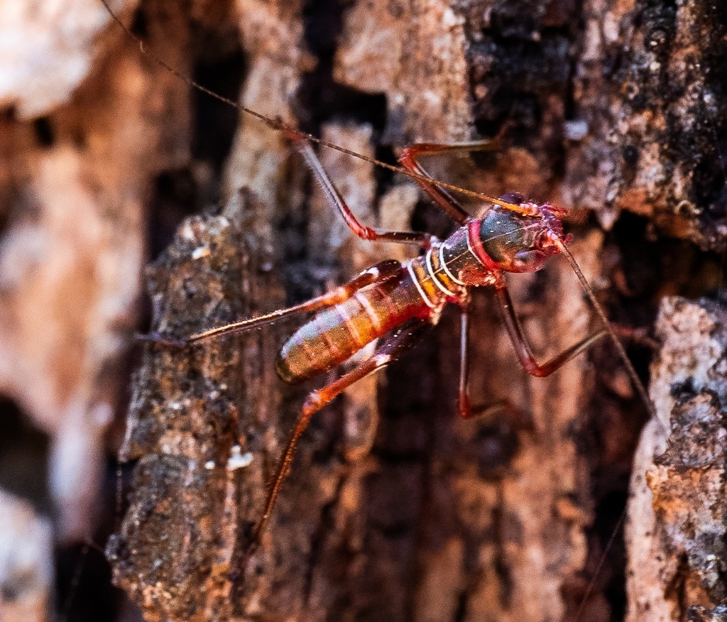 Torbia from Whipstick VIC 3556, Australia on November 4, 2023 at 02:55 ...