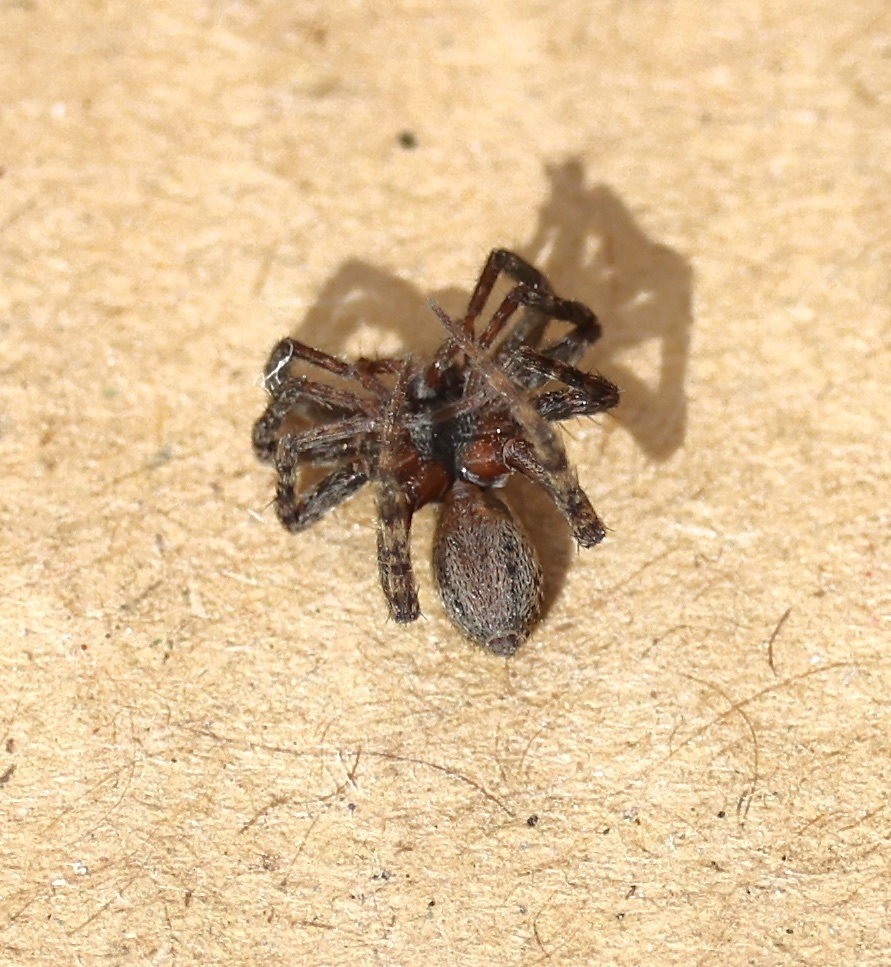 lance wolf spider from Warren Sherman, Toledo, OH, USA on November 16 ...