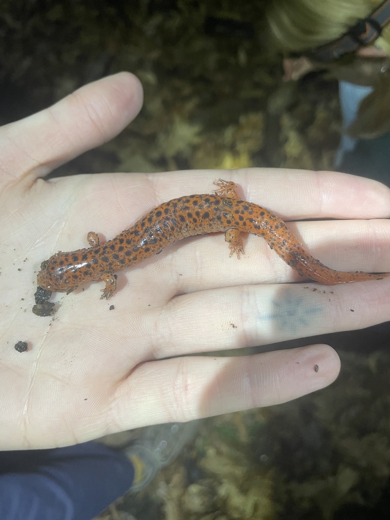 Red Salamander from Hidden Valley Cir, Boone, NC, US on November 16 ...
