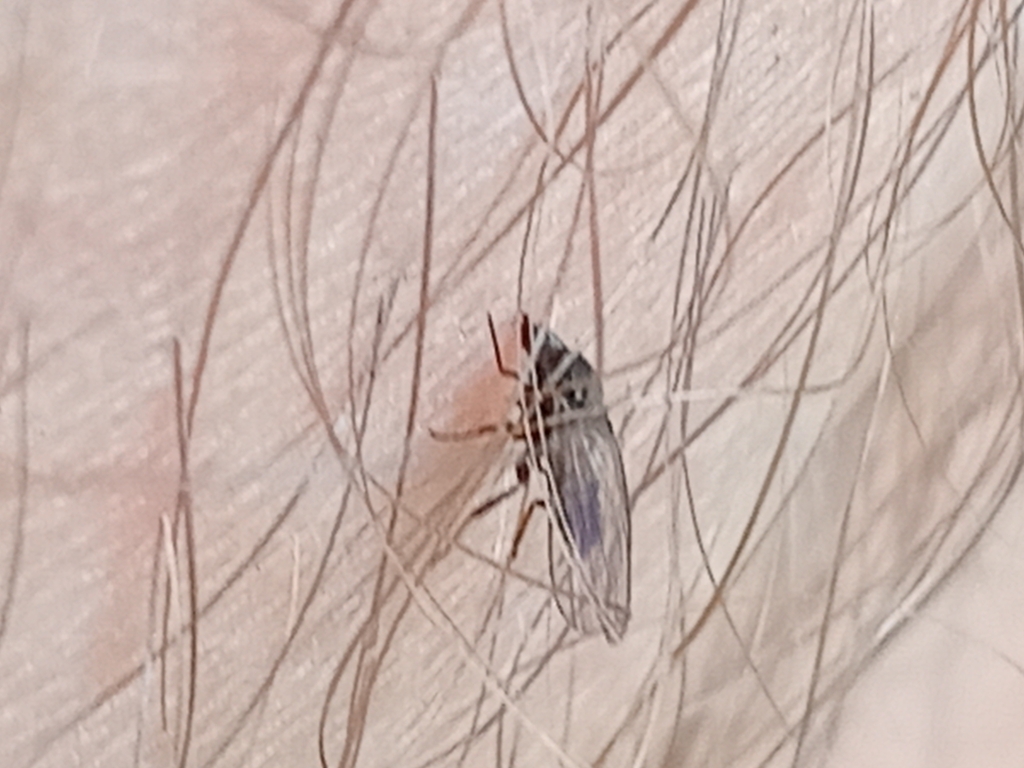 Sandflies from Hanmer Springs, New Zealand on November 17, 2023 at 11: ...