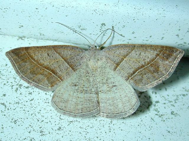 Northern Petrophora Moth from Ward Pound Ridge - Michigan Rd ...