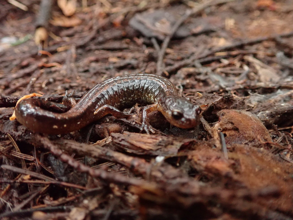 Western Red-backed Salamander from UBC, University Endowment Lands, BC ...