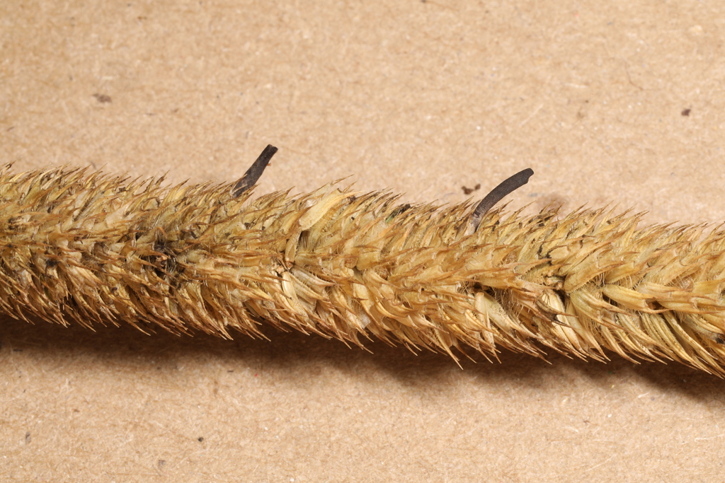 Ergots from Centre Hall, PA 16828, USA on August 5, 2023 at 03:30 PM by ...