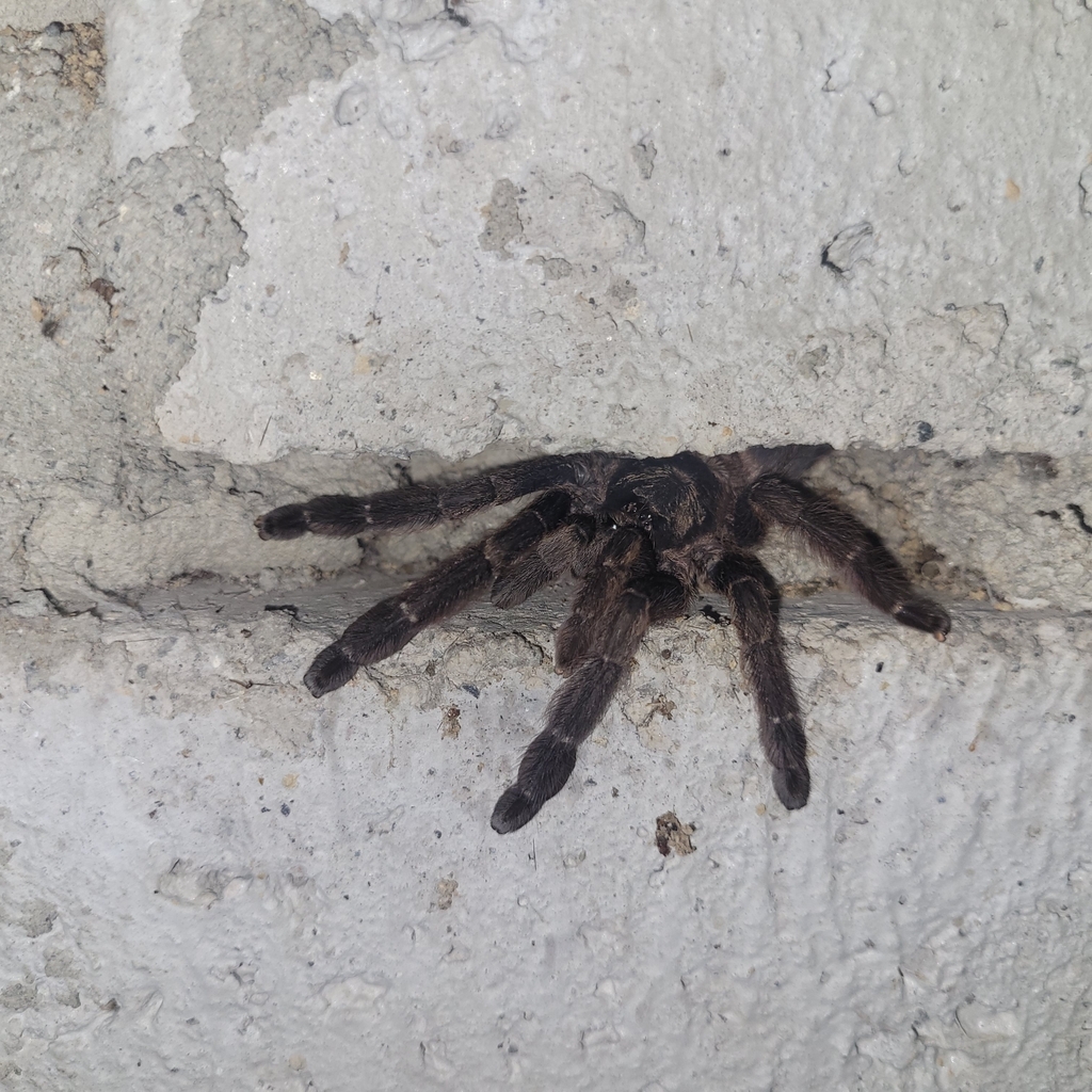 Orange Tree Spiders from Chontapunta, Ecuador on November 16, 2023 at ...